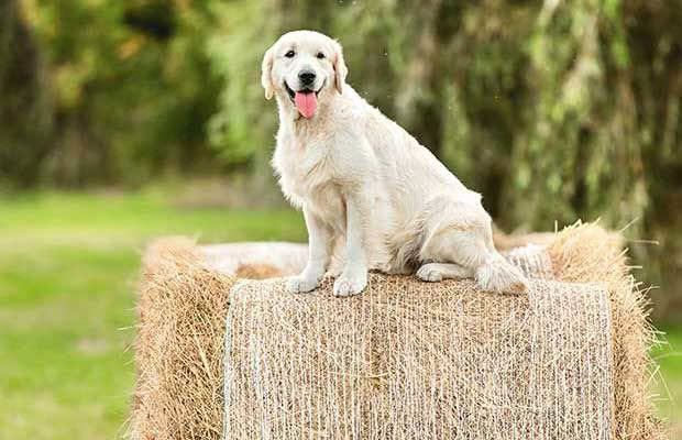 7 tips for buying good hay