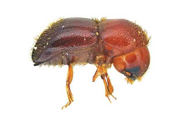 Everything you need to know about New Zealand's new arrival, the ...