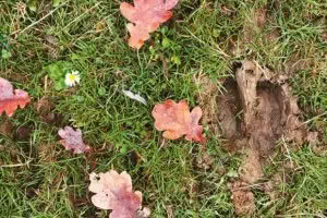 What is pugging? How to avoid damaging your soil this winter