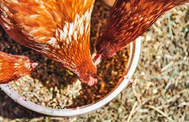 Everything to know about chicken feed (and how it changes from chick to ...