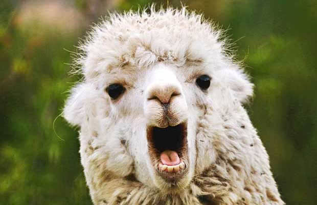 The alpaca spit dance: The disgusting consequence of getting caught in ...