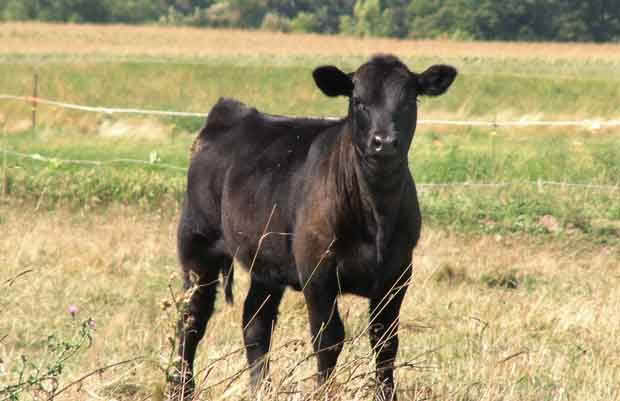 A beginner's guide to raising calves for beef