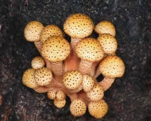 Meet the prettiest native mushroom in New Zealand