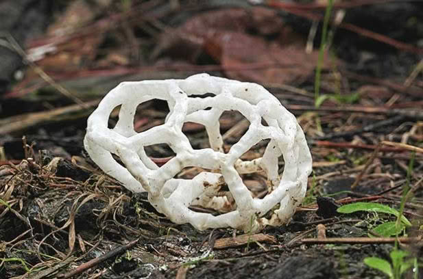 Meet the prettiest native mushroom in New Zealand