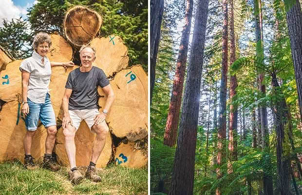 How to profit from specialty timber (from two foresters who've done it)