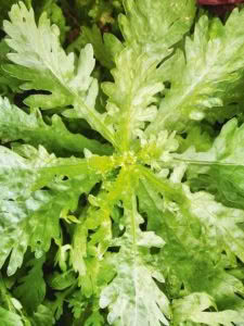 Shungiku is an easy-to-grow chrysanthemum that's not only pretty, but ...