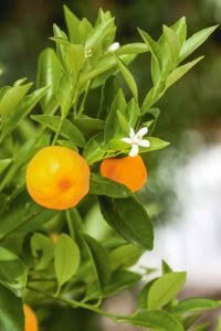 4 common issues with citrus (and how to avoid them)