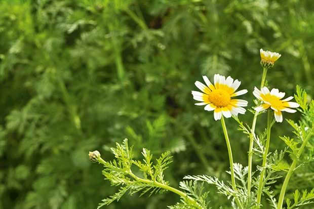 Shungiku is an easy-to-grow chrysanthemum that's not only pretty, but ...