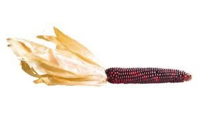 Why you should give heritage corn a go (and 7 heirloom varieties to try)