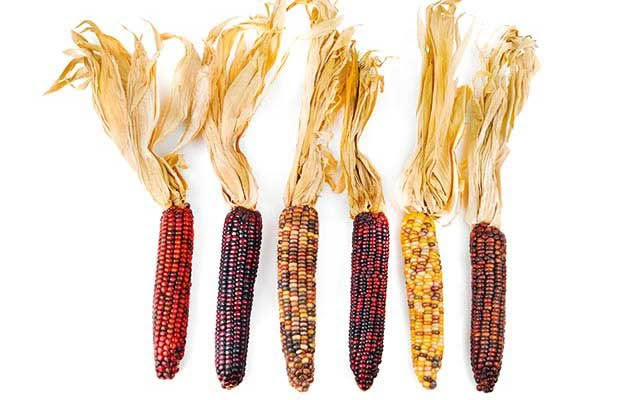 Why you should give heritage corn a go (and 7 heirloom varieties to try)