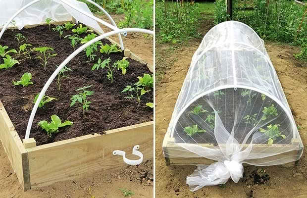 DIY project: Make a garden cloche to protect your plants