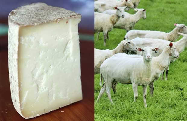 The secret to award-winning cheese: A Northland cheesemaker insists it ...