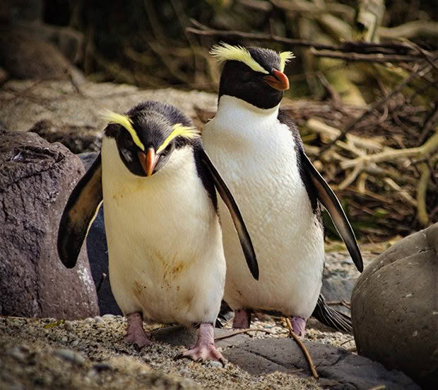 The best penguin-watching spots in New Zealand