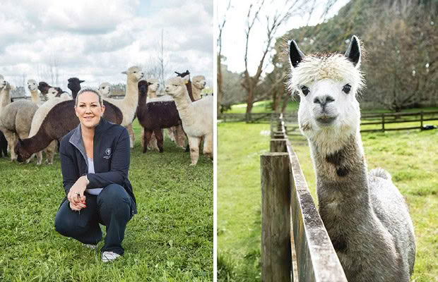 The secret life of an alpaca farmer: How this Karaka resident balances ...