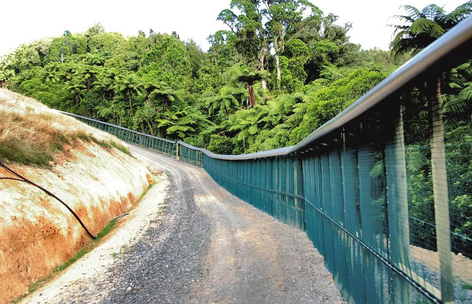 Kōkako, takahē and kiwi thrive behind the world's longest pest-proof ...