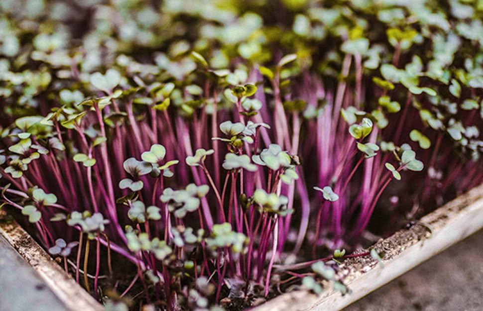 9 ways to add nutrition (and crunch) to your meals with microgreens