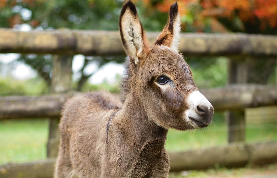 Baby donkey troubles: A Mamaku donkey rescuer explains the sad reality ...