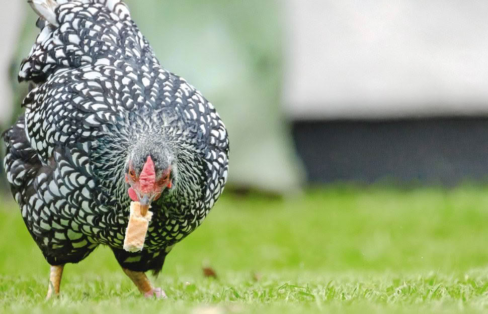 Confessions of a Chookaholic, Part Two: When your chicken feed is ...