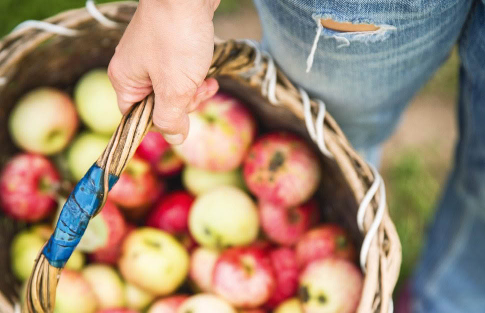 5 orchard lessons from an orchardist who admits her mistakes