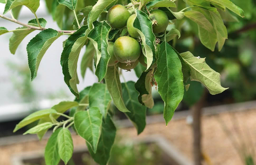 How to choose the perfect spot to plant a fruit tree