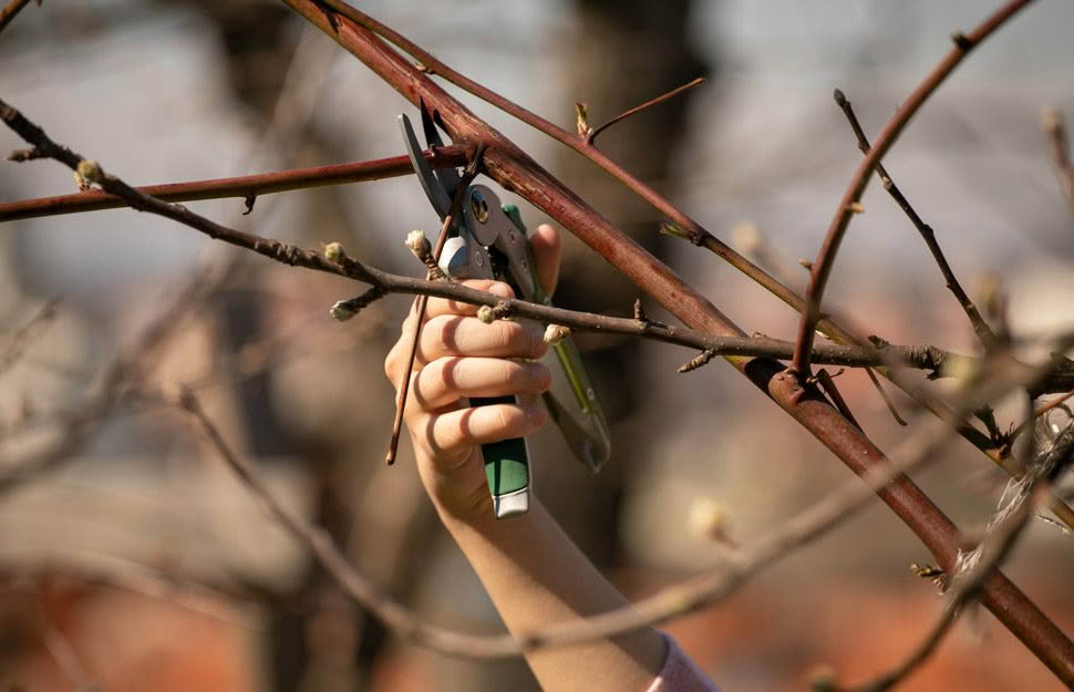 How to plant and prune deciduous fruit trees