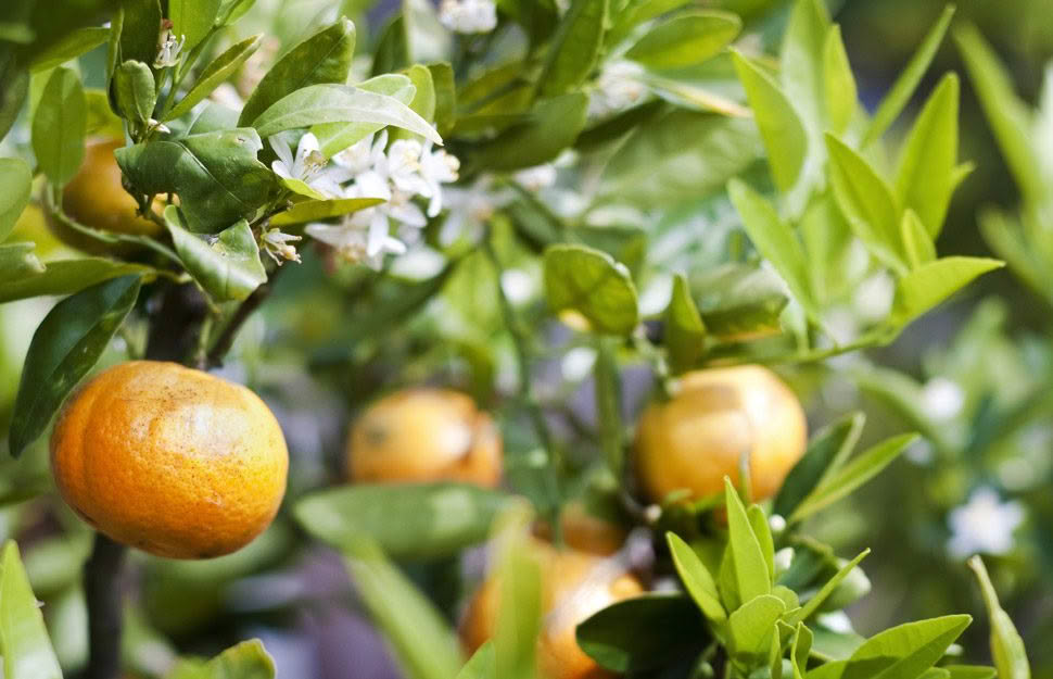 6 tips to growing mandarins almost all year round