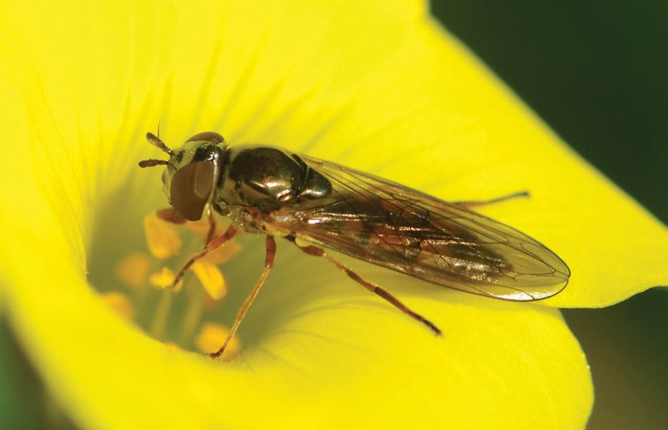Why hoverflies could be critical for future food security