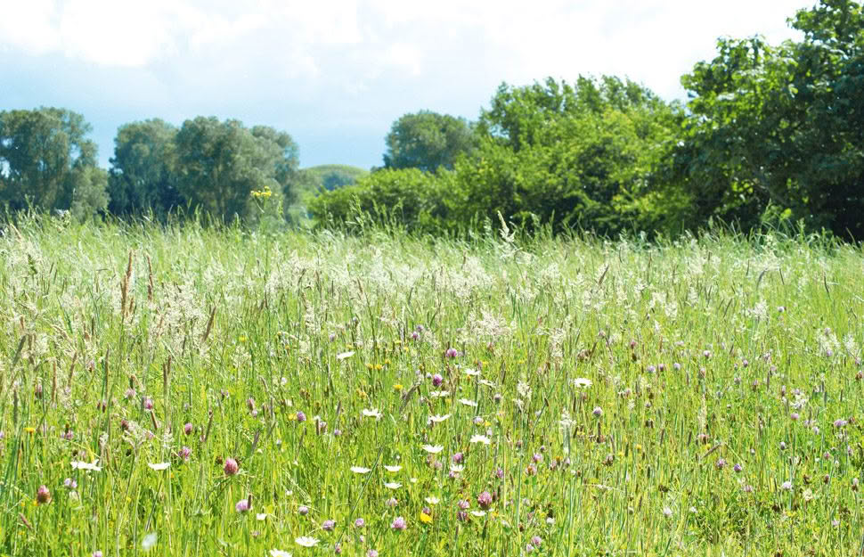 5 important things to know about growing nutrient-rich grass for ...