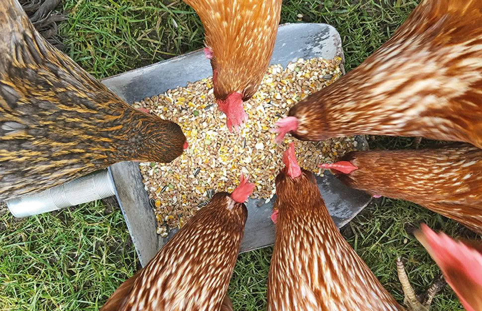 How to feed your poultry at every life stage