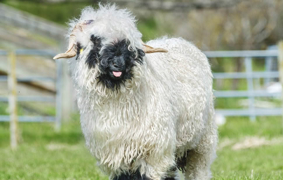 The secret to giving a Valais sheep a bath — and its lustrous locks