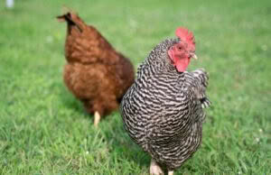 6 common chicken disabilities (and how to treat them)