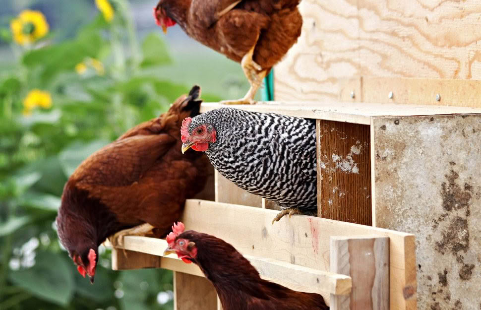 6 common chicken disabilities (and how to treat them)