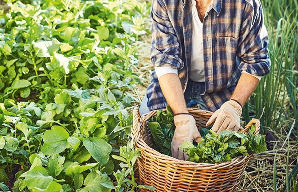 Is this the secret to productive farming?