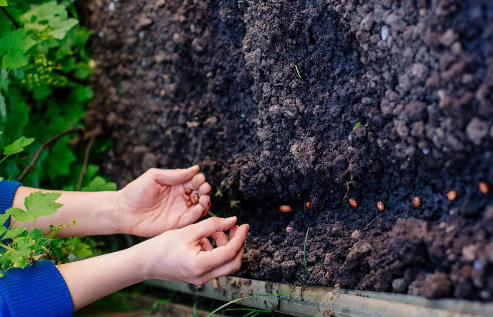 What you need to know before buying seeds from overseas: Bad seeds ...