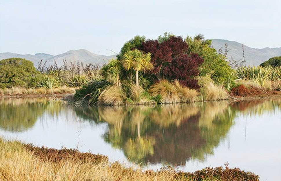 How to plan a wetland restoration and learn from those who did it