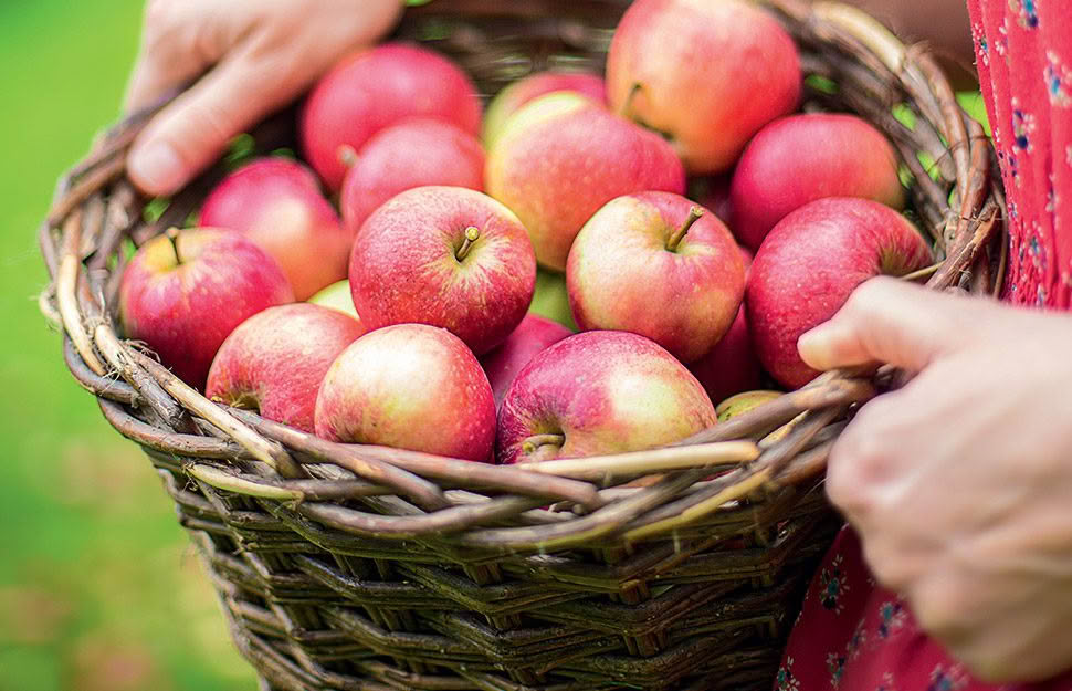 The ultimate guide to designing your dream orchard