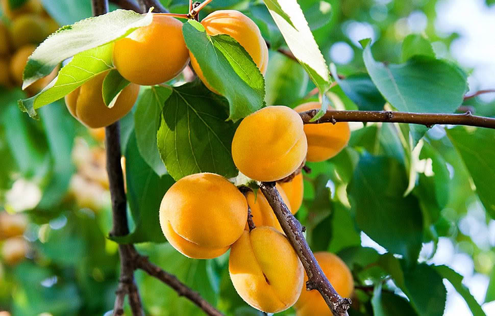 19 great fruit trees to plant this winter: From the classics to peach ...