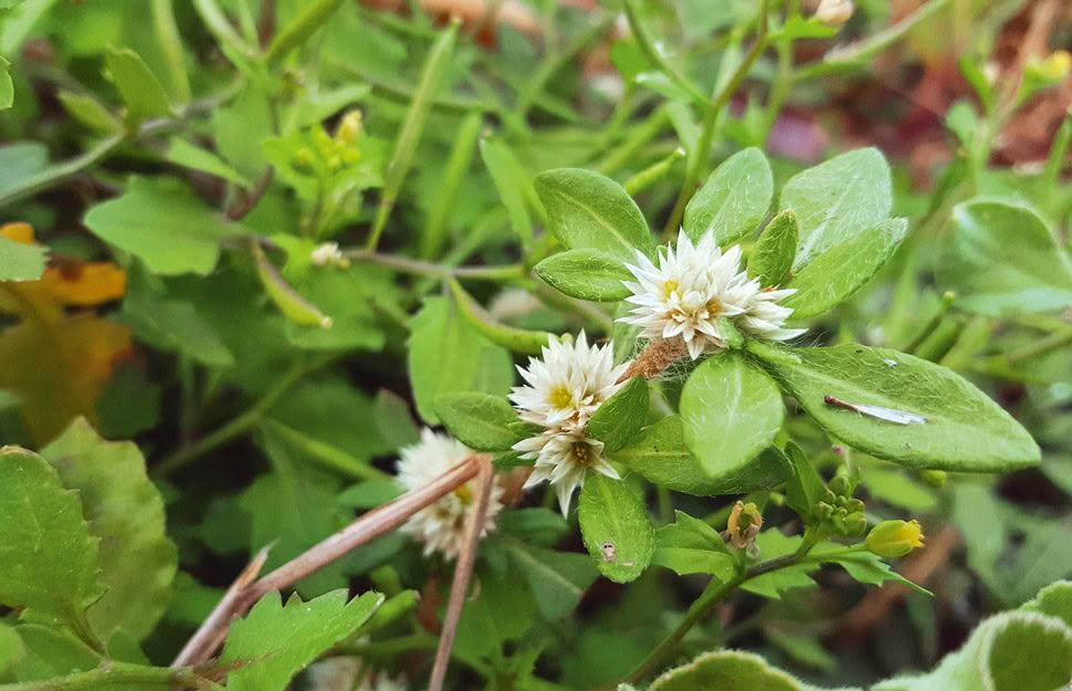 Everything to know when looking out for alligator weed on your block ...