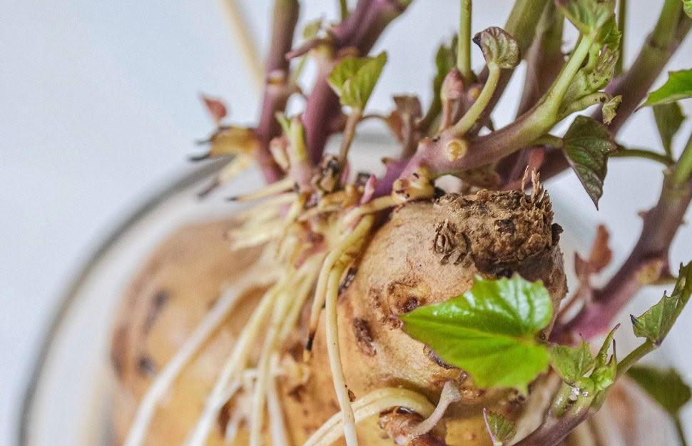 How to sprout, plant and grow kūmara and potatoes