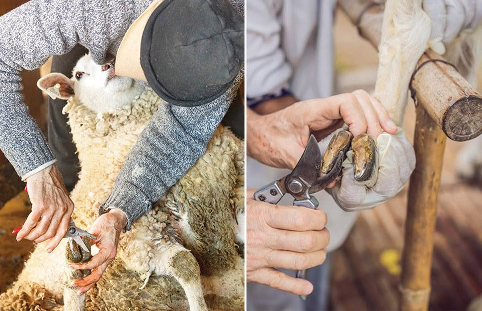 A beginner's guide to hoof trimming: How to keep your cattle, sheep ...