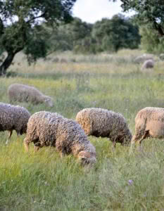 A beginner's guide to hoof trimming: How to keep your cattle, sheep ...
