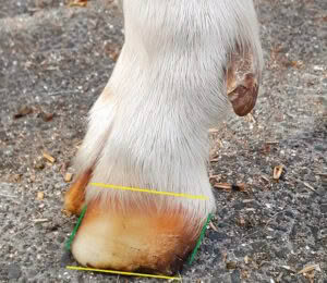 A beginner's guide to hoof trimming: How to keep your cattle, sheep ...