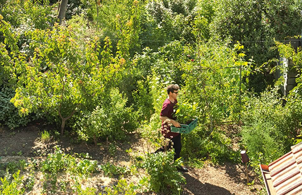 A guide to the seven layers of a successful food forest