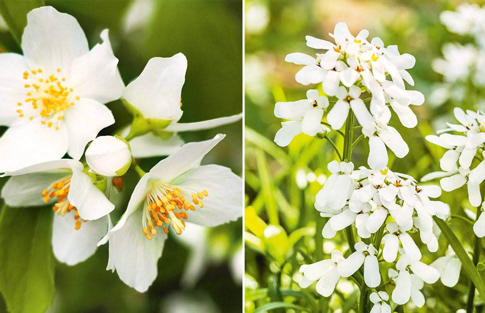 How to turn your garden into a blooming wonderland of white flowers
