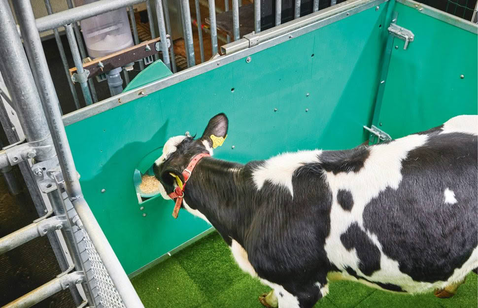 Do cows need loos? Researchers successfully train cows to use the ...