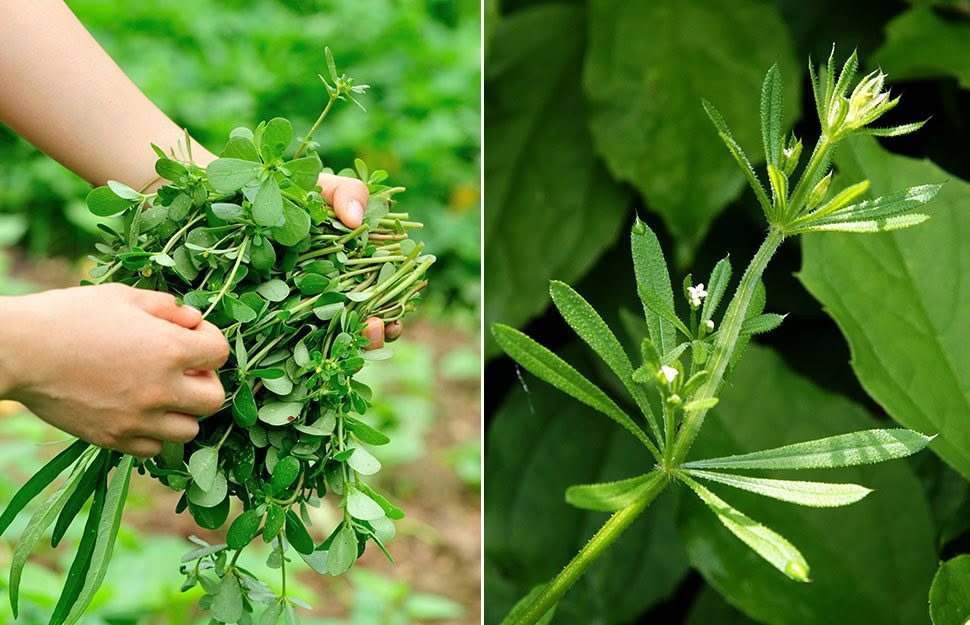 10 weeds to forage (plus how to use them)