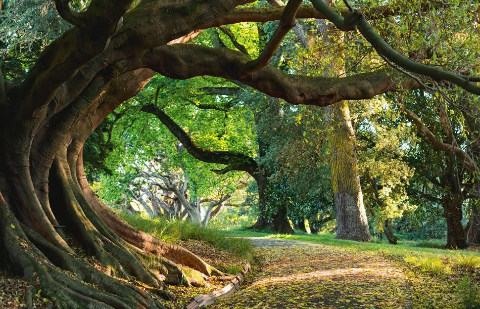 A whimsical wander through Albert Park prompts this photographer to ...
