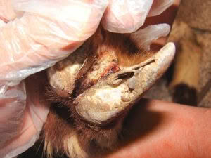 13 ways to prevent flystrike: The signs to look out for and treatment