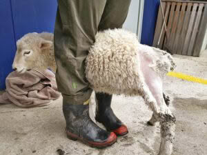 13 ways to prevent flystrike: The signs to look out for and treatment