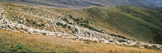 Exploring the history of the Mackenzie Country's 2000-hectare Haldon ...